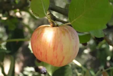 20 Different Types Of Crabapple Trees And Identifying Features