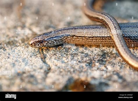 Anguis Fragilis Blindschleiche Anguis Fragilis Known As Blindworm
