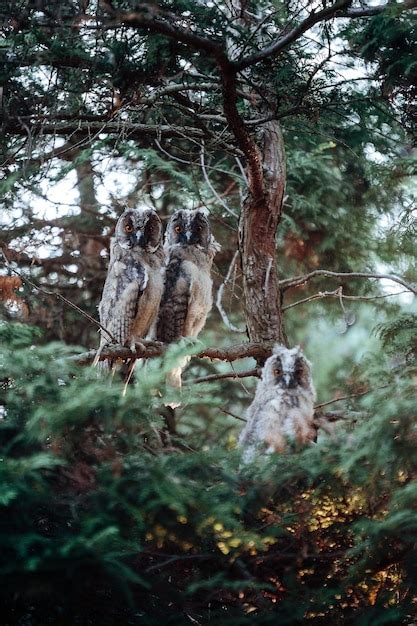 Premium Photo Owls On Tree In Forest