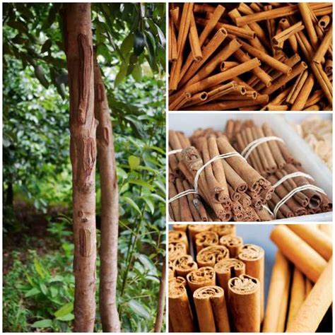 Guide How To Grow Cinnamon