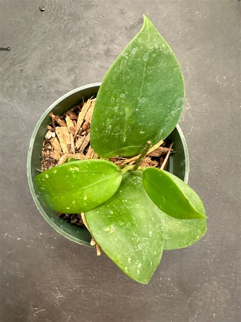Hoya Rhm 22 03 Christines Tropical And Exotic Plants