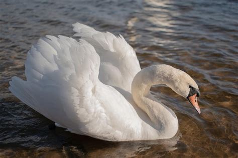 Um Cisne Branco E Gracioso Nada No Lago Foto Premium
