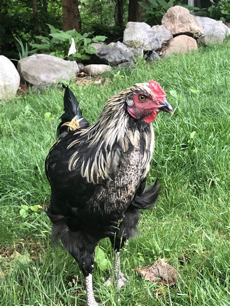 13 Week Old Olive Egger Cockerel Ma Backyard Chickens Learn How To Raise Chickens