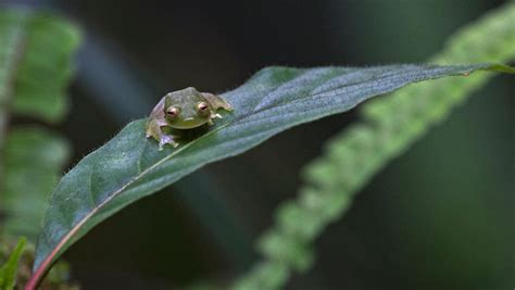 Sabes por qué son transparentes las ranas de cristal