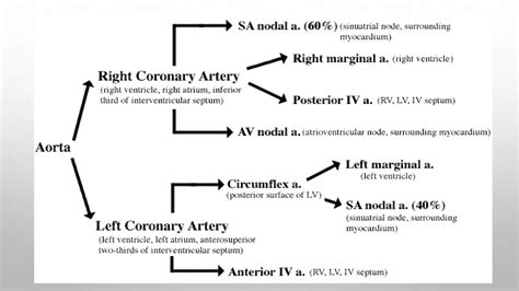 Myocardial Infarction Introduction Clinical Manifestation Classification Ecg Interpretation
