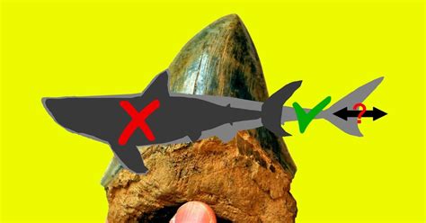 A True Terror Of The Seas The Megalodon Was Even Bigger Than We