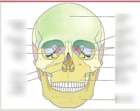 Lecture 9 Bones Of The Face Diagram Quizlet