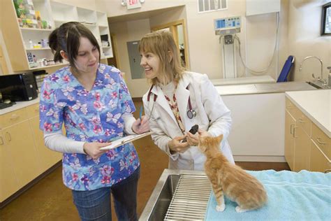 Vet Tech Sample Cover Letter
