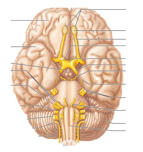 Cranial Nerves Pt Diagram Quizlet