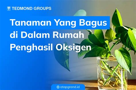 Tanaman Yang Bagus Di Dalam Rumah Penghasil Oksigen Atap Grand Luxe