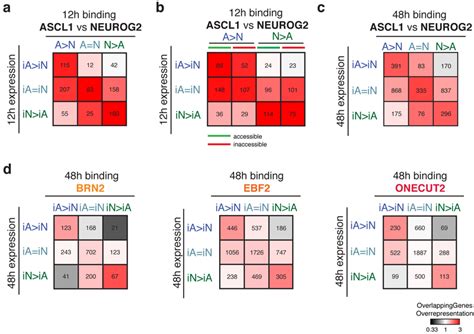 Proneural Factors Ascl1 And Neurog2 Contribute To Neuronal Subtype
