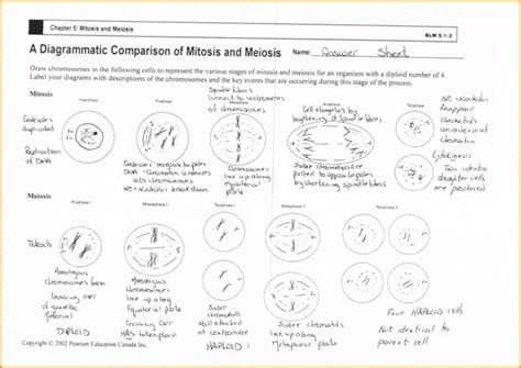 Meiosis Worksheets For High School Worksheets Master