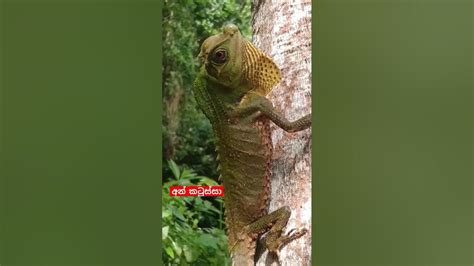 Another Lizard 😃 අන් කටුස්සා 🦎 Youtube