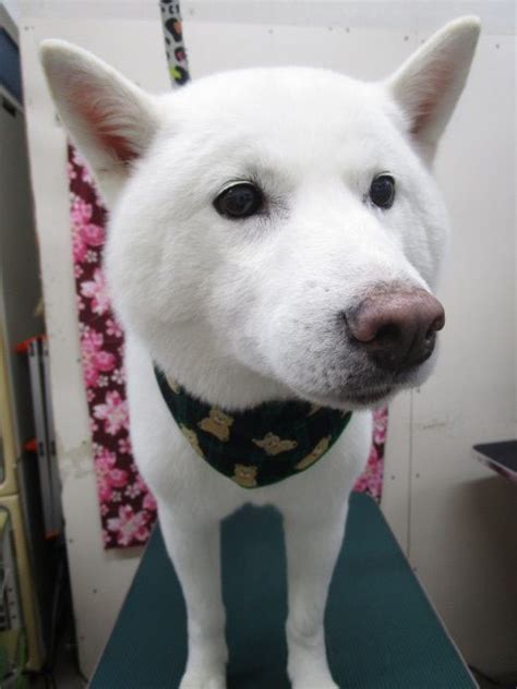 布川ポロちゃん北海道犬犬 WAKUWAKU PET LAND