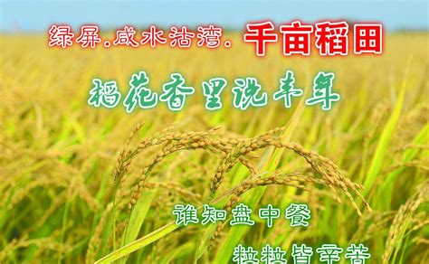 天津郊外有一处千亩稻田，带孩子去田间走走，稻花香里说丰年 搜狐大视野 搜狐新闻