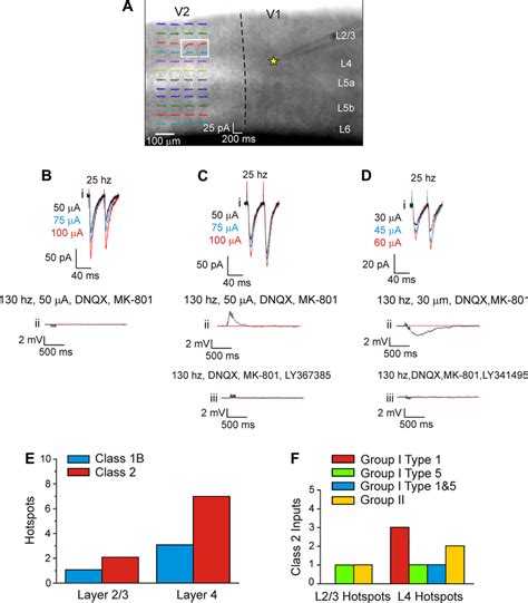 synaptic properties of inputs from secondary visual area v2 to layer