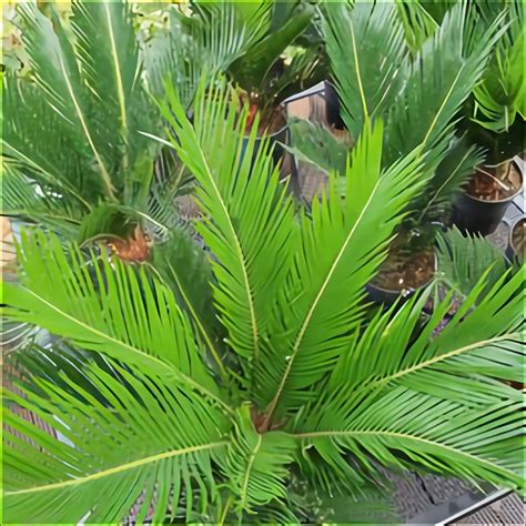Coconut Palm Tree For Sale In Uk 52 Used Coconut Palm Trees