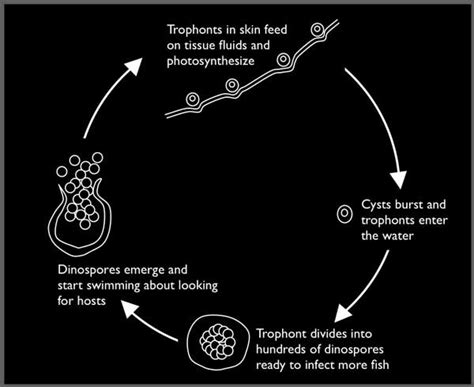 Life Cycle Of A Betta Fish