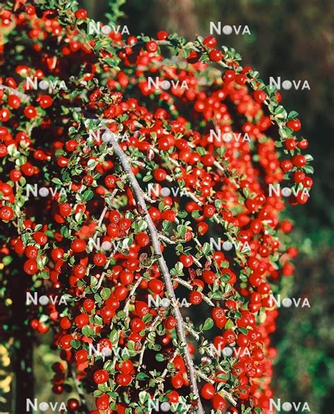 Cotoneaster Apiculatus