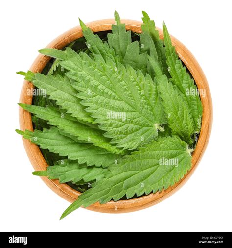 Stinging Hairs Stinging Nettle Urtica Cut Out Stock Images And Pictures Alamy