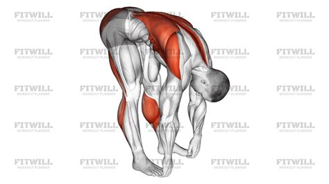 Standing Hamstrings And Back Stretch Exercise Guide Video Techniques