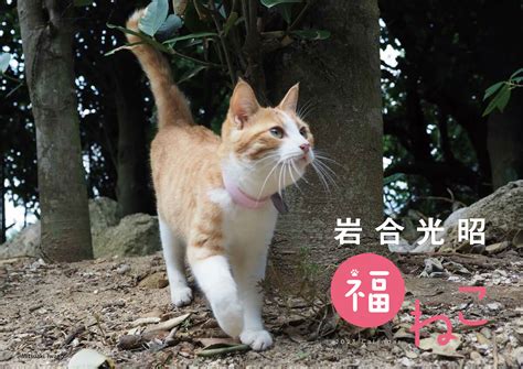 かわいい猫の写真を毎月フルカラーで楽しめる岩合光昭 福ねこカレンダー2023年版が登場 Cat Pressキャットプレス