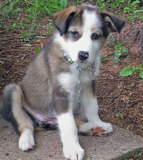 Border Collie Siberian Husky Mix Puppies