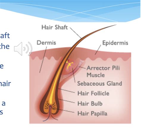 Hair Skin Nails Flashcards Quizlet