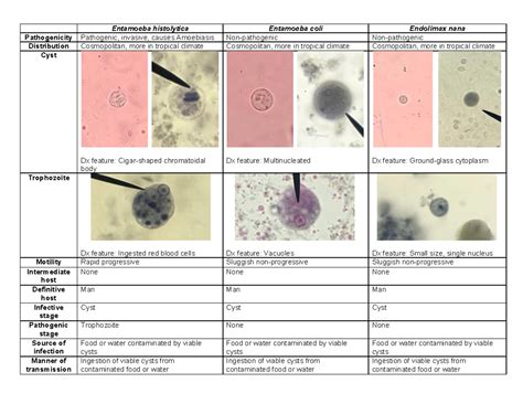 Parasitology Lab Entamoeba Histolytica Entamoeba Coli Endolimax Nana