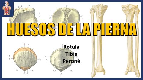 Anatomía De Un Hueso Huesos De La Mano Sistemas Aula De Anatomia