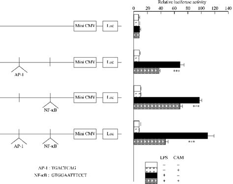Lps And Clarithromycin Cam Responsiveness To An Irrelevant Promoter