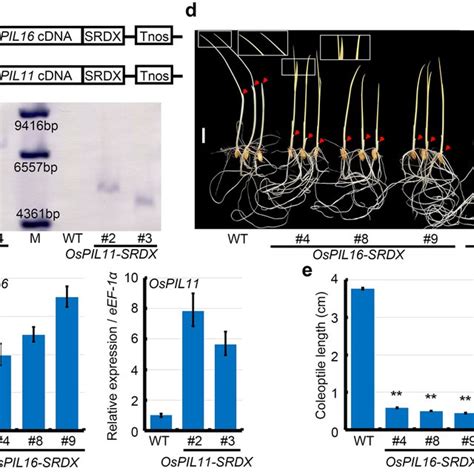 Phenotypes Of Etiolated Rice Seedlings Grown Under Continuous Light Or