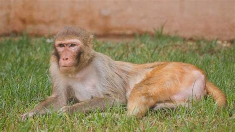 Rhesus Macaque