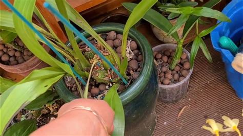 필로덴드론정리아스파라가스갈랑코에고사리몬스테라생강칸나씨앗 Youtube
