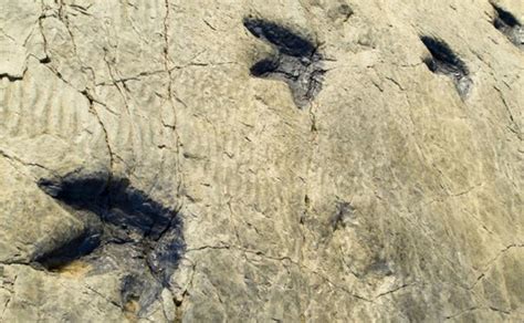 Tracefossils