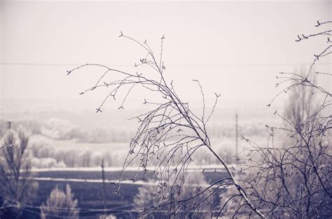 Free Images Tree Nature Grass Branch Snow Cold Cloud Sky Fog