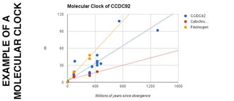 Molecular Clock Untamed Science