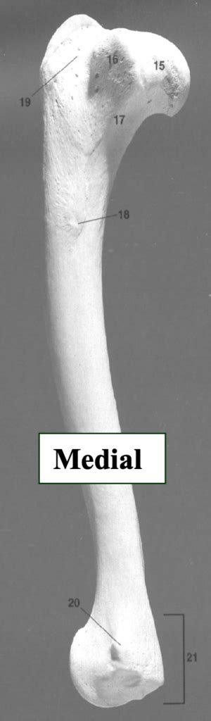 Schaubild Humerus Medial Schaubild Quizlet