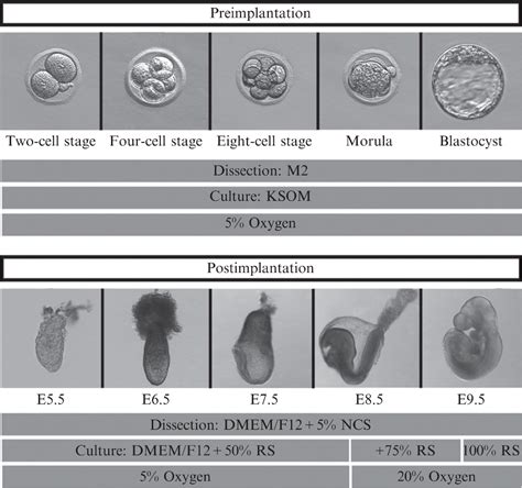 Figure 20 1 From Imaging Mouse Development With Confocal Time Lapse