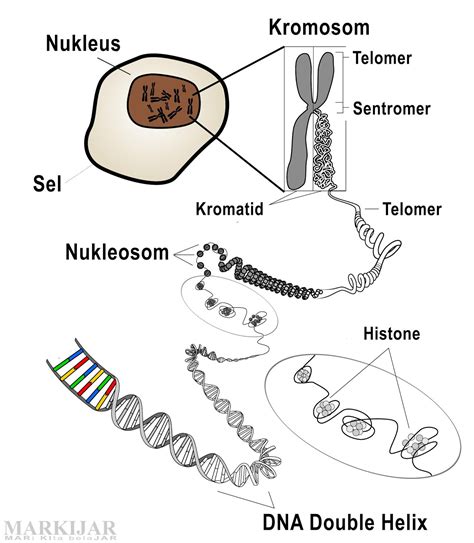 Struktur Dan Fungsi Kromosom Gen Dna Dan Rna Berbagai Struktur Gambaran