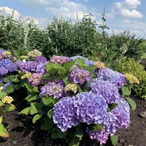 Hydrangea Macrophylla Flair And Flavours Sweet Marshmallow ® C4l 20 40 Tous Les Hydrangea