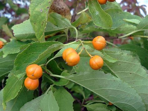 Bittersweet Berry
