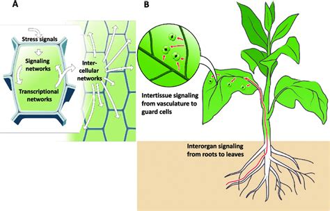 Plant Responses To Drought Stress From Regulatory Gene Networks In