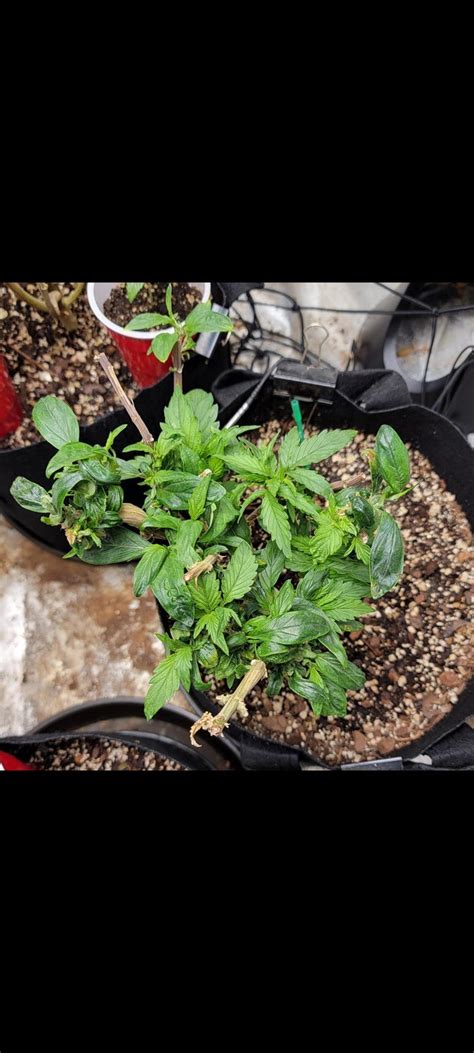 1st Ugly Duck Skywalker Og Photo R Monstercrop