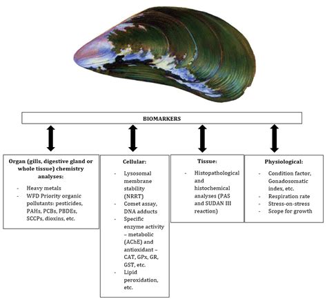 Biomarkers In Mytilus Species For Assessing The Effects Of Water Pollution Download