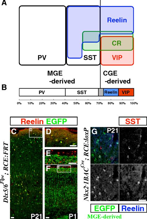 Internal Pyramidal Layer Of Cerebral Cortex Semantic Scholar