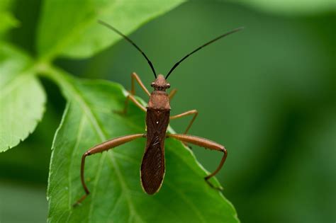 キスジホソヘリカメムシ 虫の写真と生態なら昆虫写真図鑑ムシミル