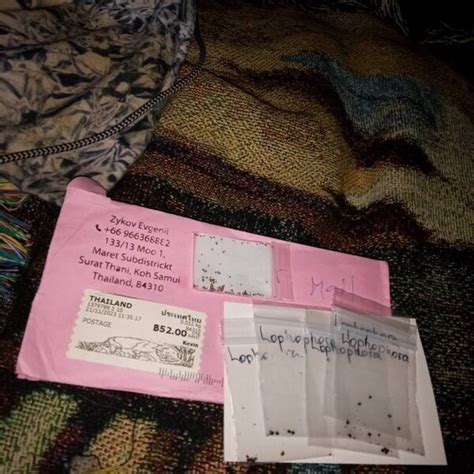 Cloudberry Seed Kit 10 Grow Your Own Rubus Chamaemorus Arctic Delight