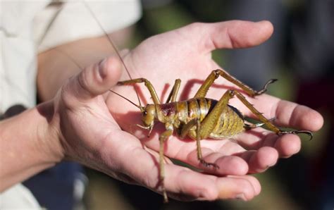 What Is An Insect Insect Facts Faq Earth Life