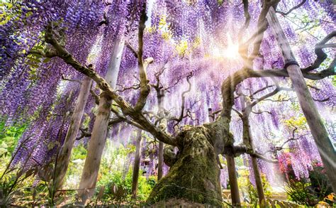 Ashikaga Trip To Japan